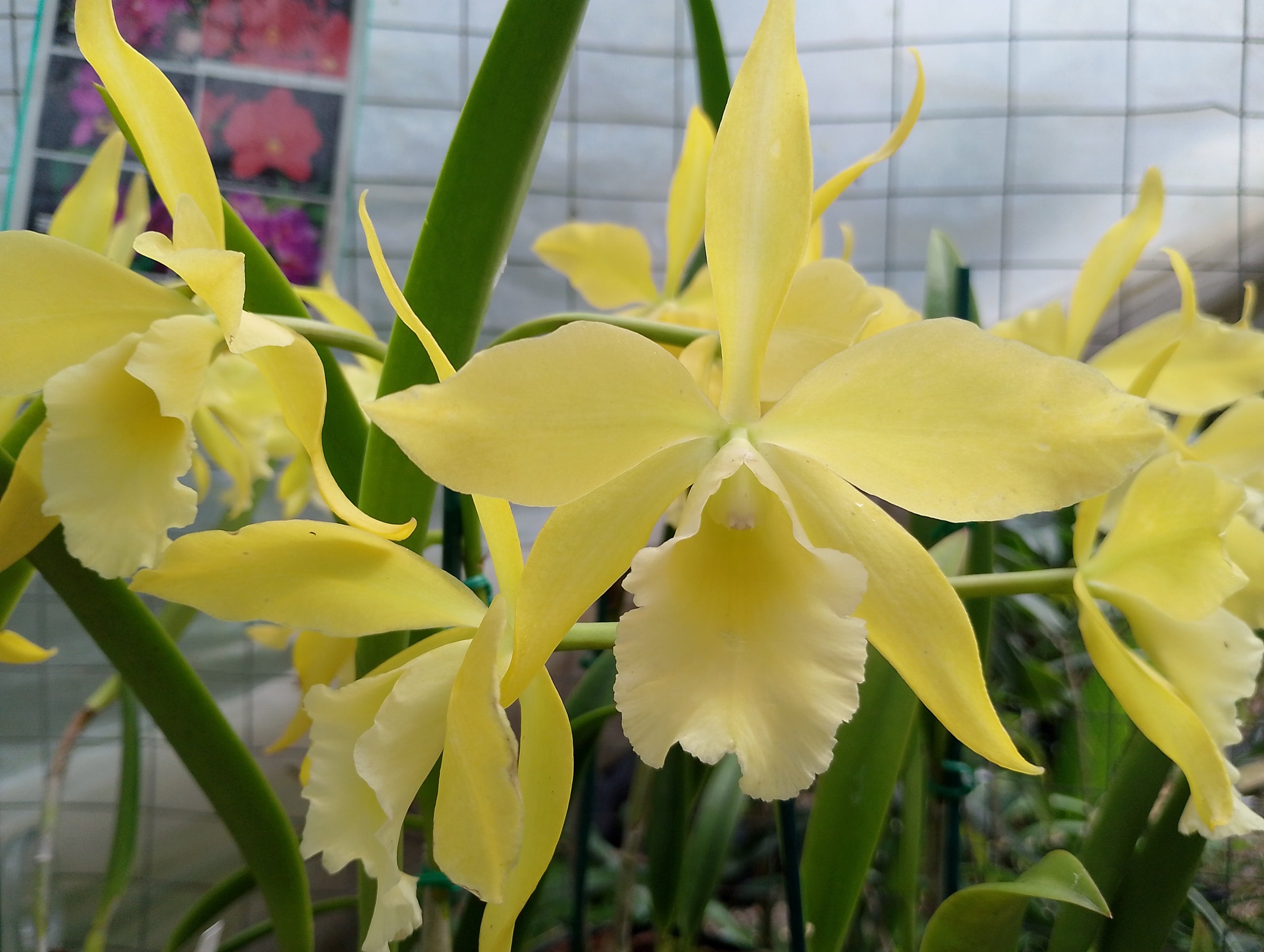 Rby. Everything Nice 'Showtime' AM/AOS | FONG PING ORCHIDS NURSERY