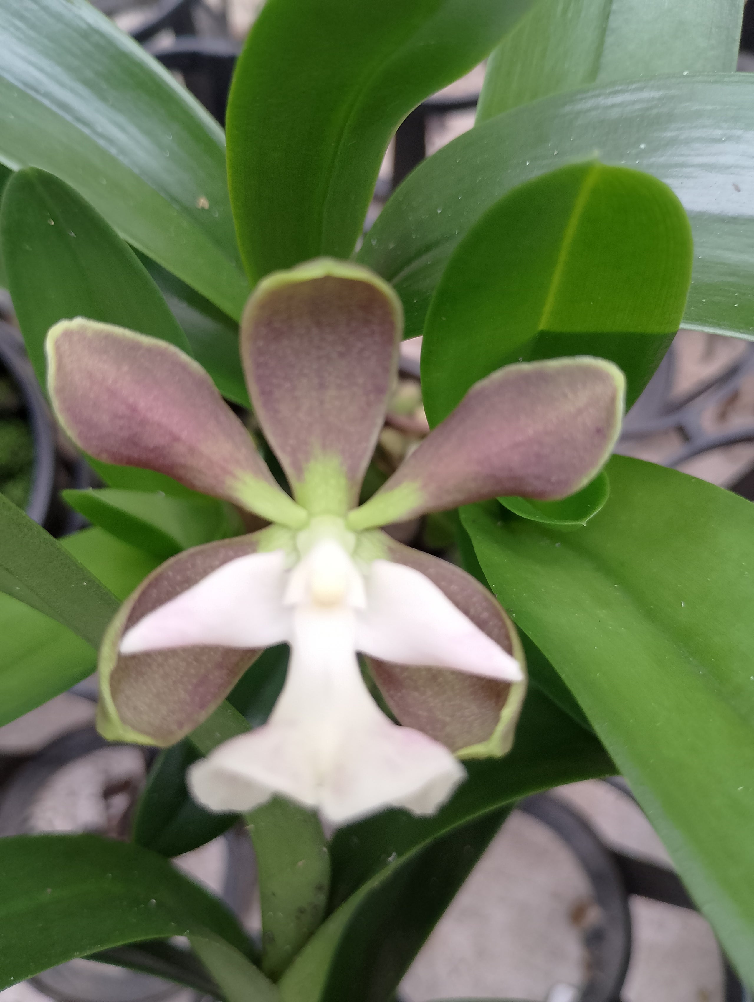 Encyclia cordigera var alba X Epidendrum robustum | FONG PING ORCHIDS ...