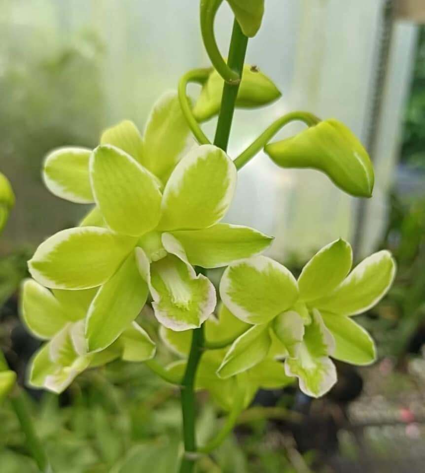 Den. Burana Green 'Variegated' - Tubestock | FONG PING ORCHIDS NURSERY