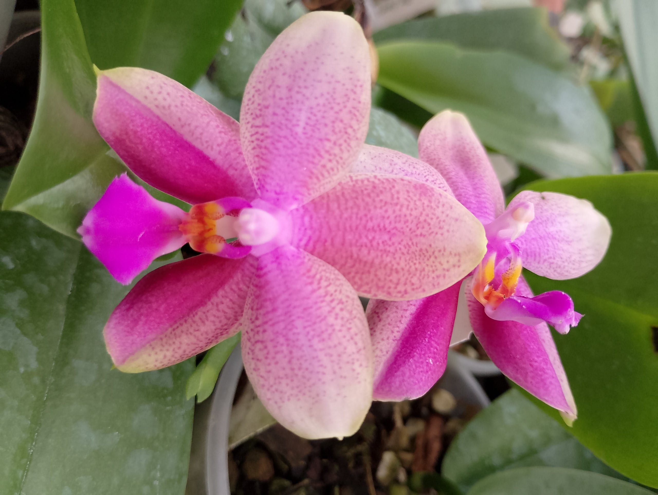 Phal. Sweet Memory 'Fragrant' - Tubestock | FONG PING ORCHIDS NURSERY
