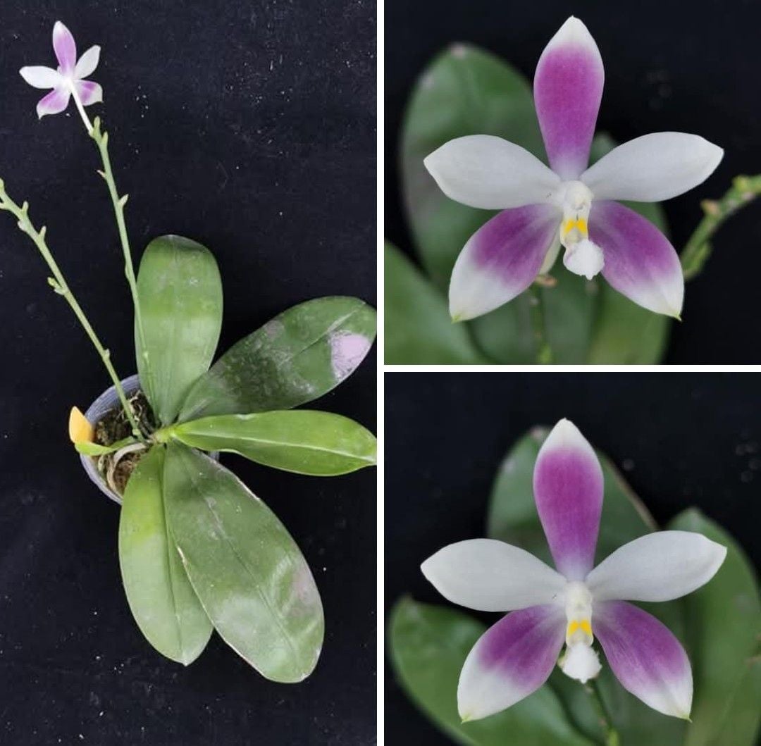 Phal. Lioulin Blue Jenny - Tubestock | FONG PING ORCHIDS NURSERY