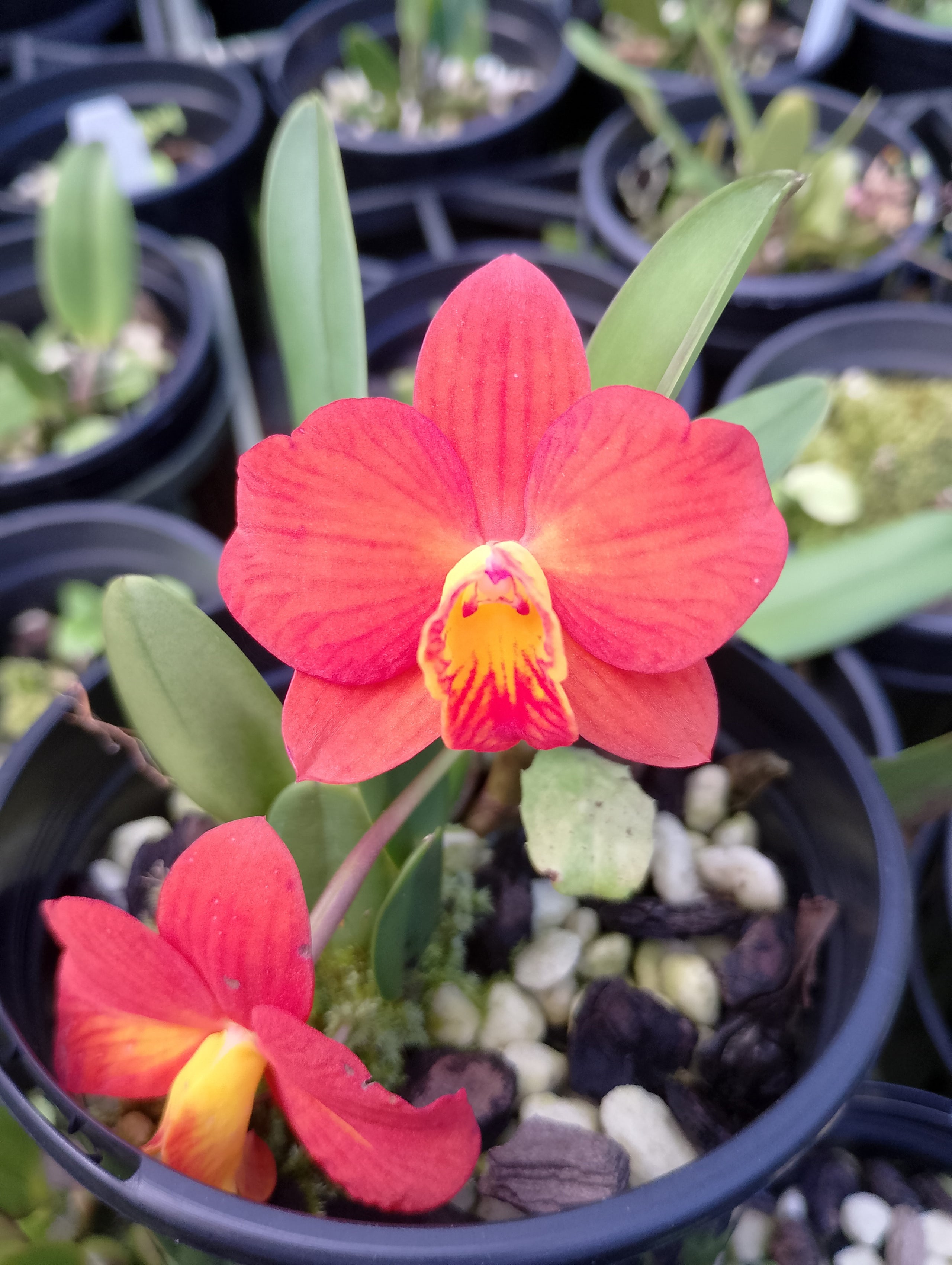 Cattleya Chief Gem 'Red Jewel's' | FONG PING ORCHIDS NURSERY