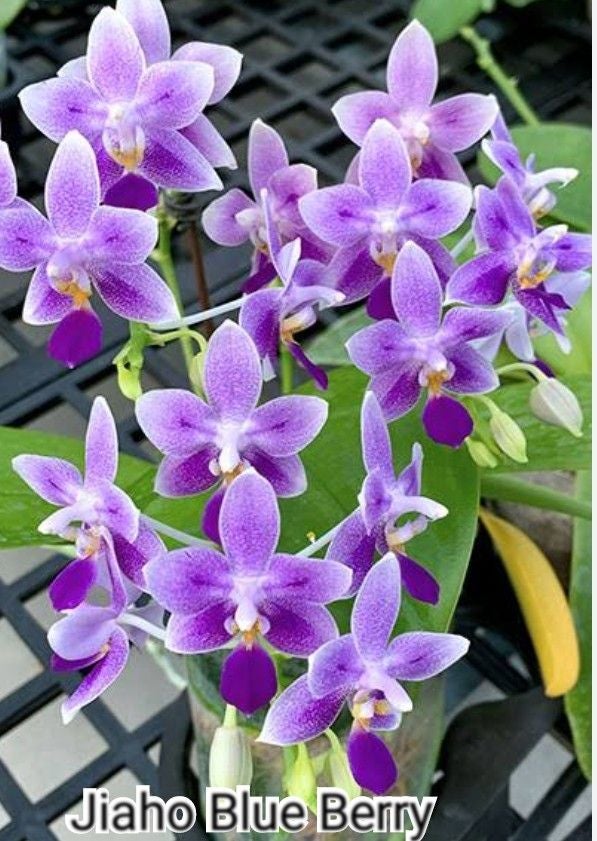 Phal. Jiaho Blueberry 'Blue Ice' mc - Tubestock | FONG PING ORCHIDS NURSERY