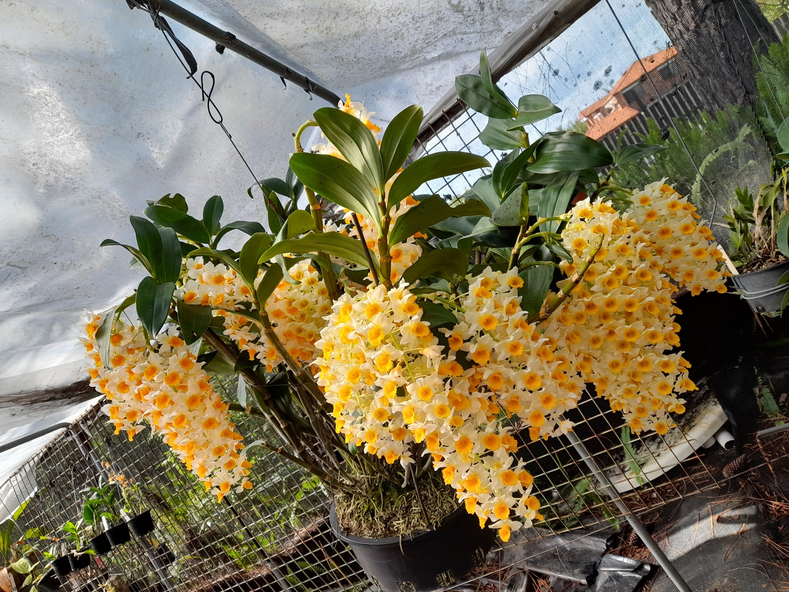 Species Den. thyrisflorum - Tubestock | FONG PING ORCHIDS NURSERY