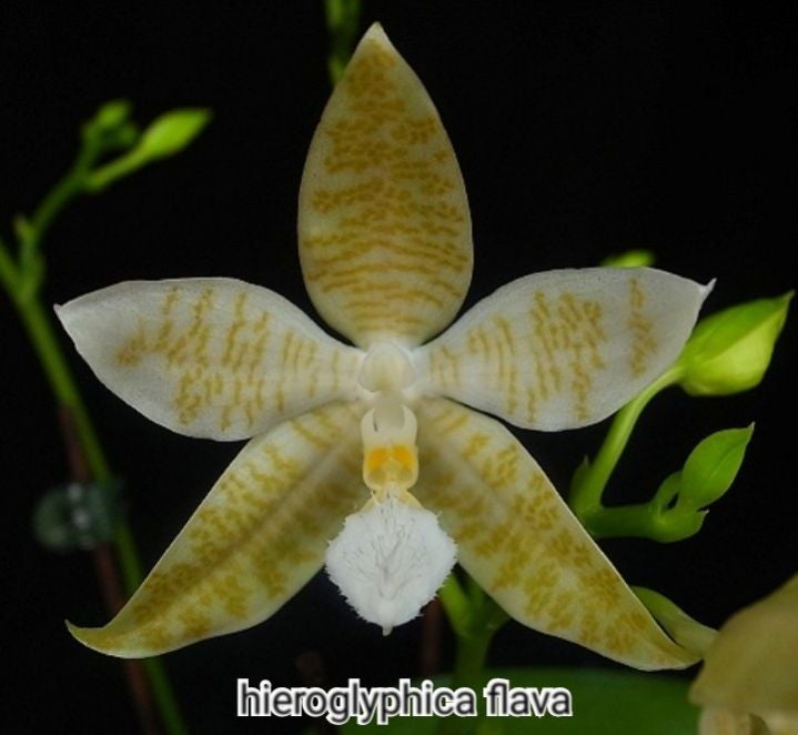 Phal. hieroglyphica 'flava' X self - Tubestock | FONG PING ORCHIDS NURSERY