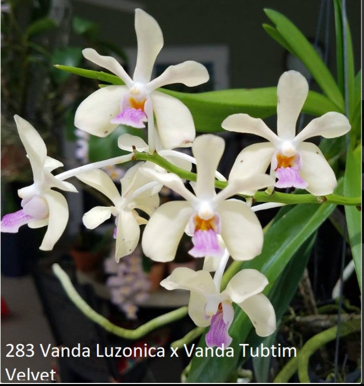 V. luzonica X V. tubtim velvet mc - Tubestock | FONG PING ORCHIDS NURSERY