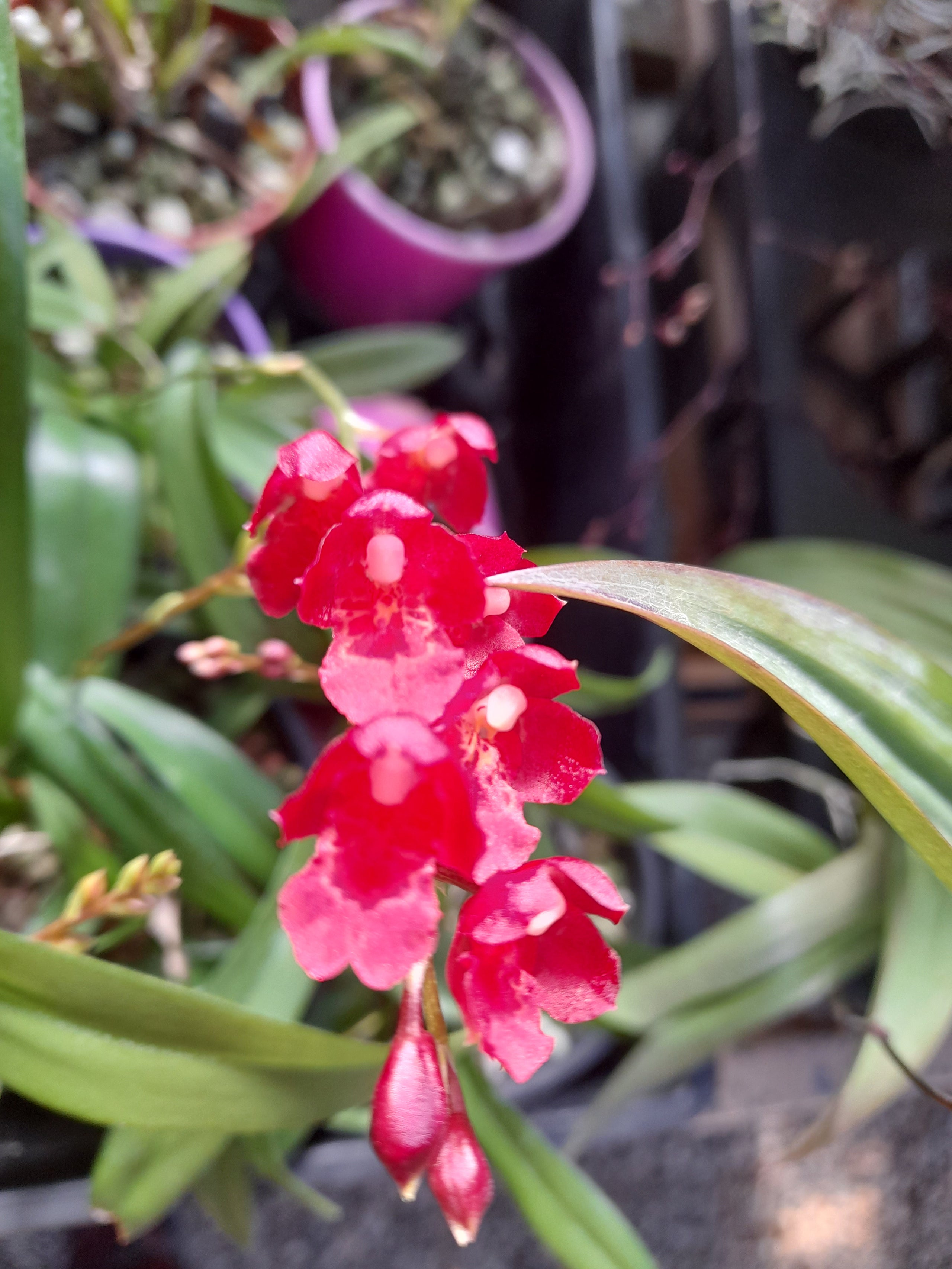 Onc. (Hwra) Lava Burst 'Puanani' AM/AOS | FONG PING ORCHIDS NURSERY