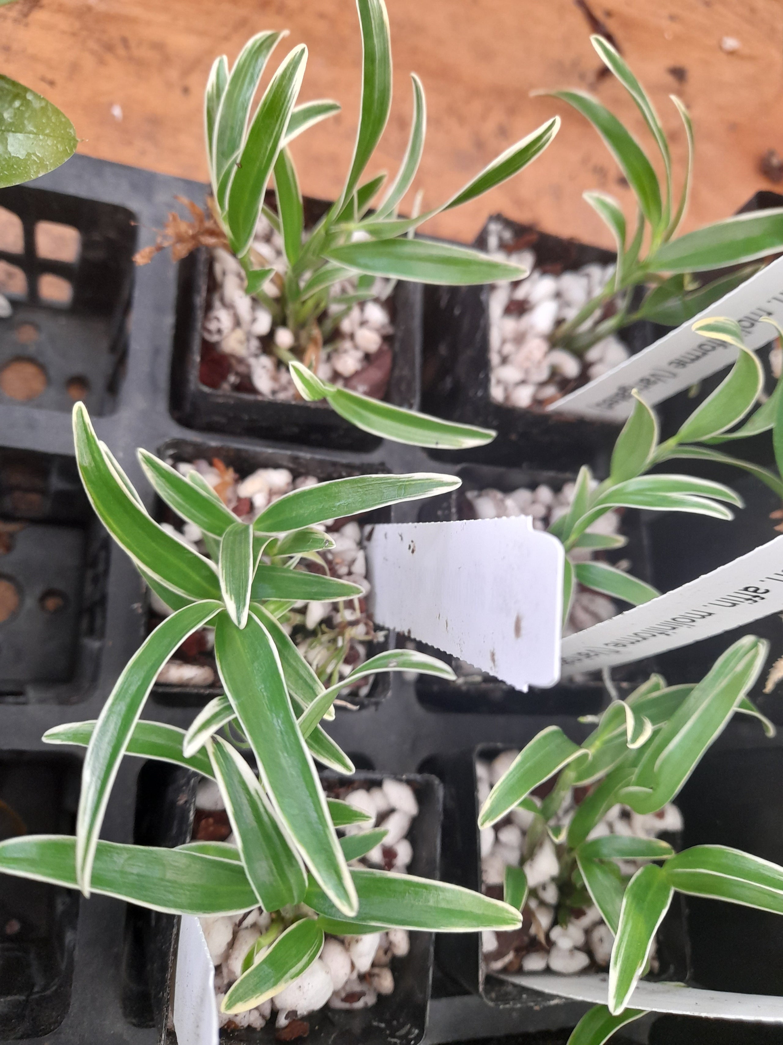 Den. affin. monilinformes 'Variegated' - Tubestock | FONG PING ORCHIDS ...