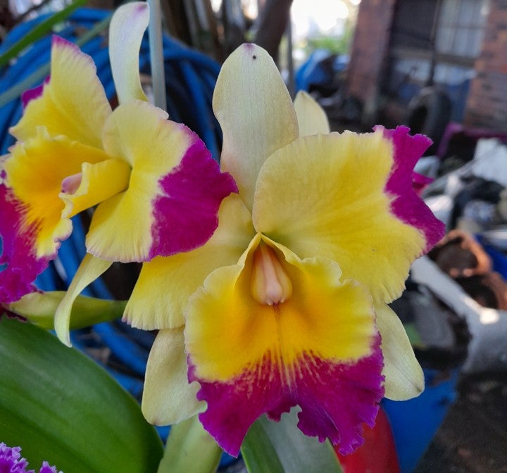 Rlc. Taiwan Fantasy - Division | FONG PING ORCHIDS NURSERY