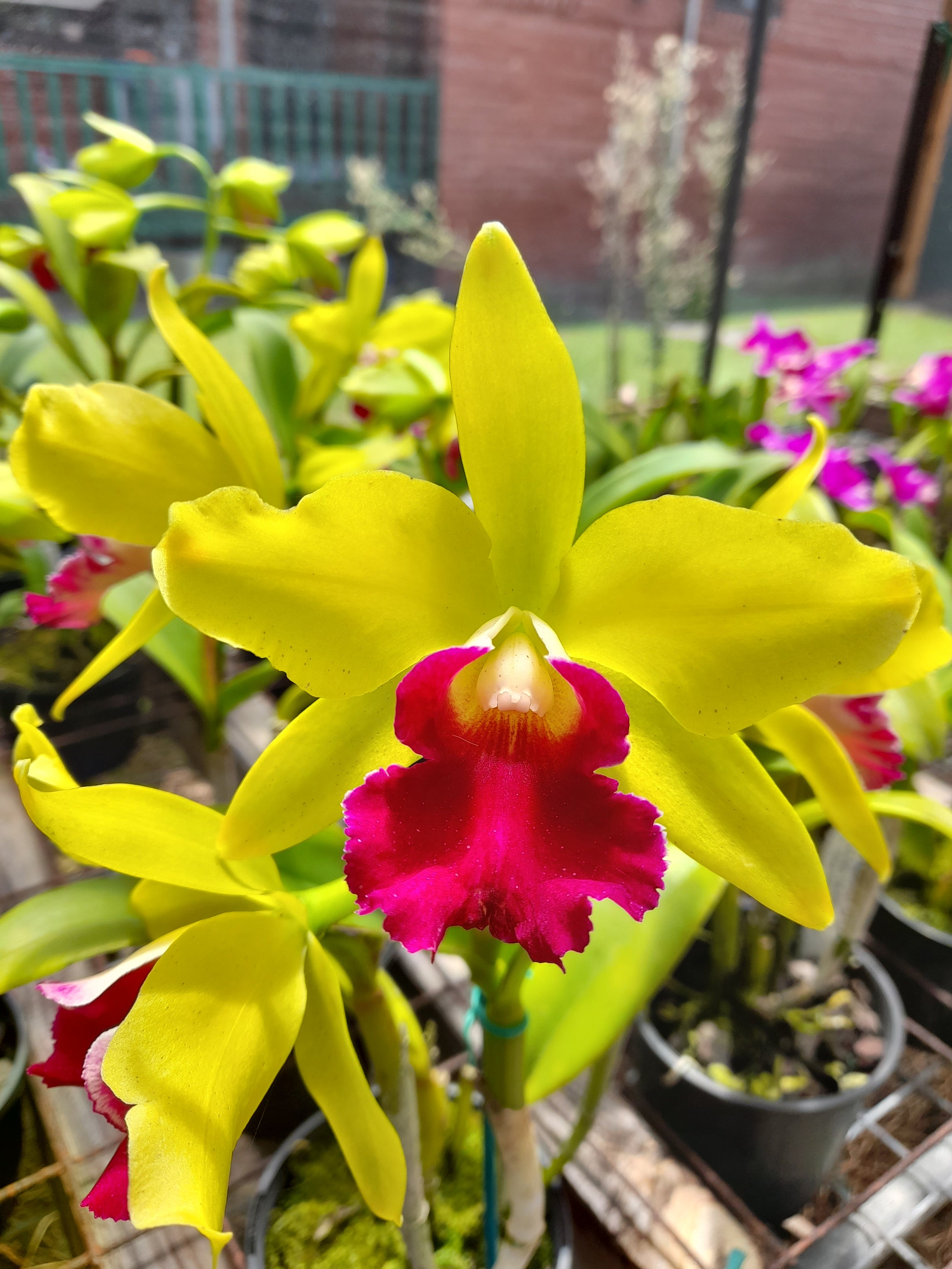 Lc. Star Garden 'Ever Green' | FONG PING ORCHIDS NURSERY
