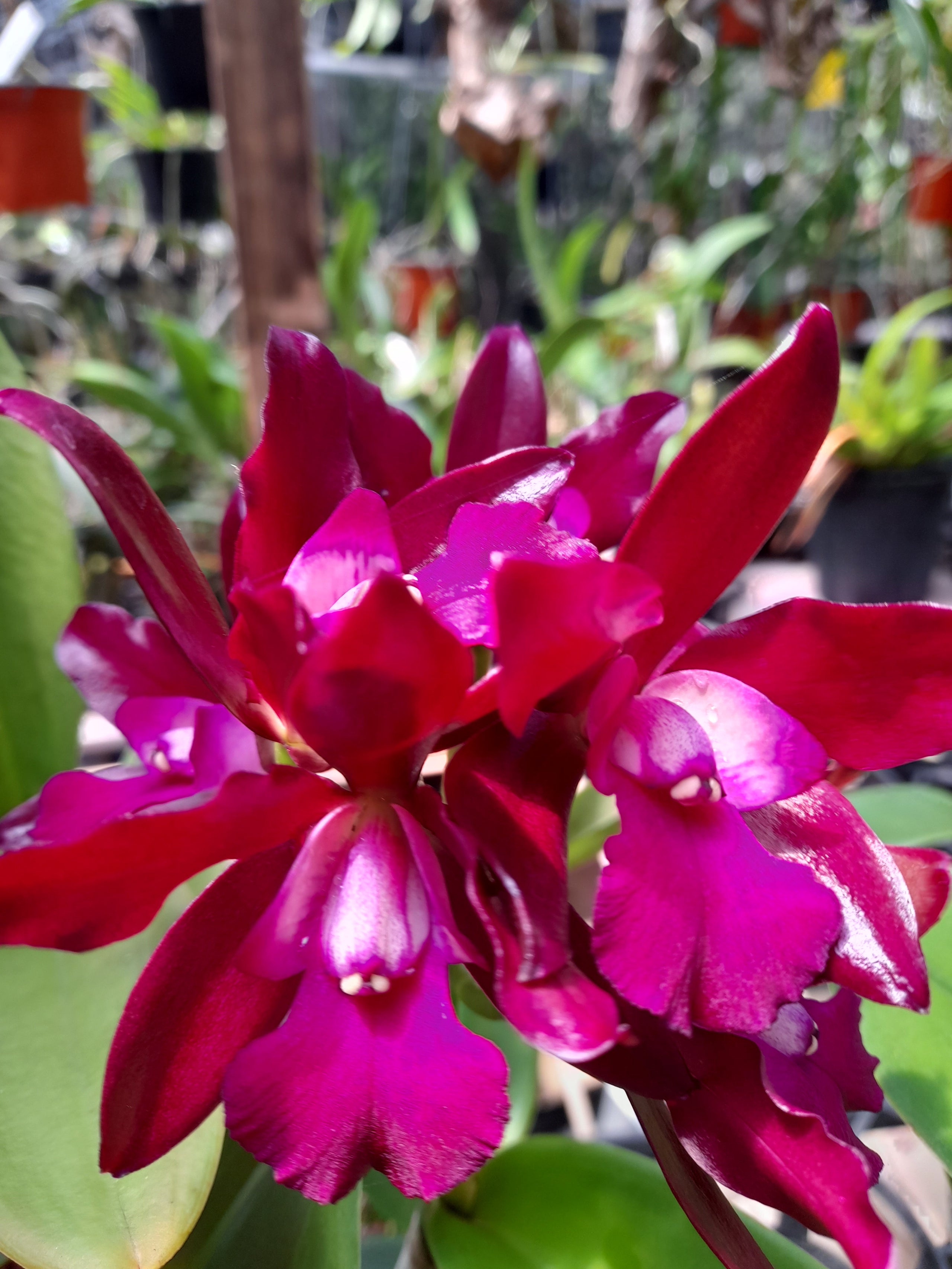 Ctt. Sagarik Wax 'Dark Africa' | FONG PING ORCHIDS NURSERY