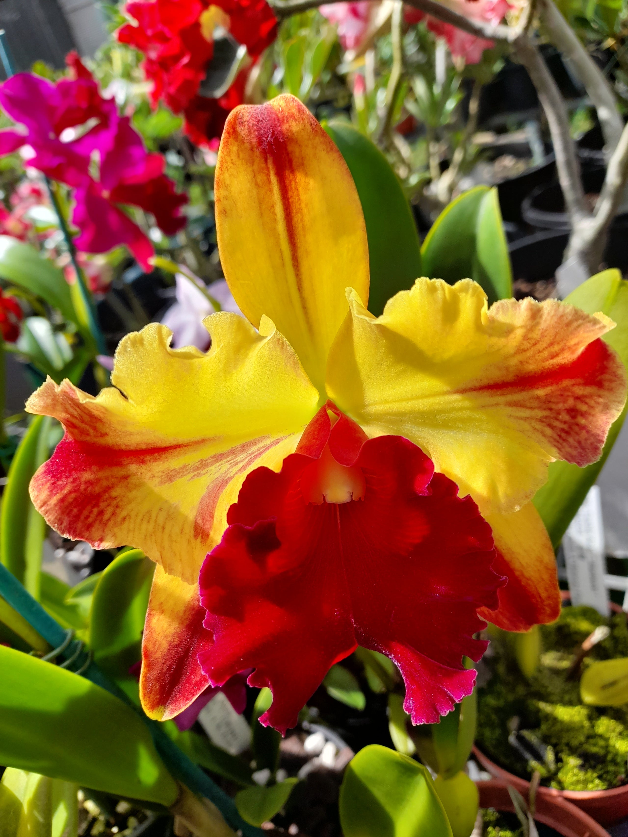 Rlc. Toshie Aoki 'Starburst' AM/AOS | FONG PING ORCHIDS NURSERY