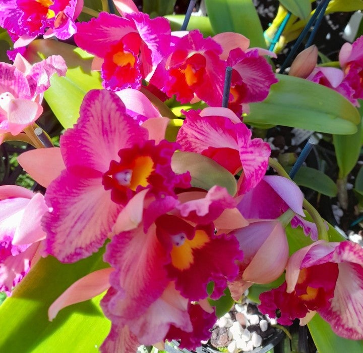 Rlc. Hsinying Scarlet 'Flame Dance' | FONG PING ORCHIDS NURSERY